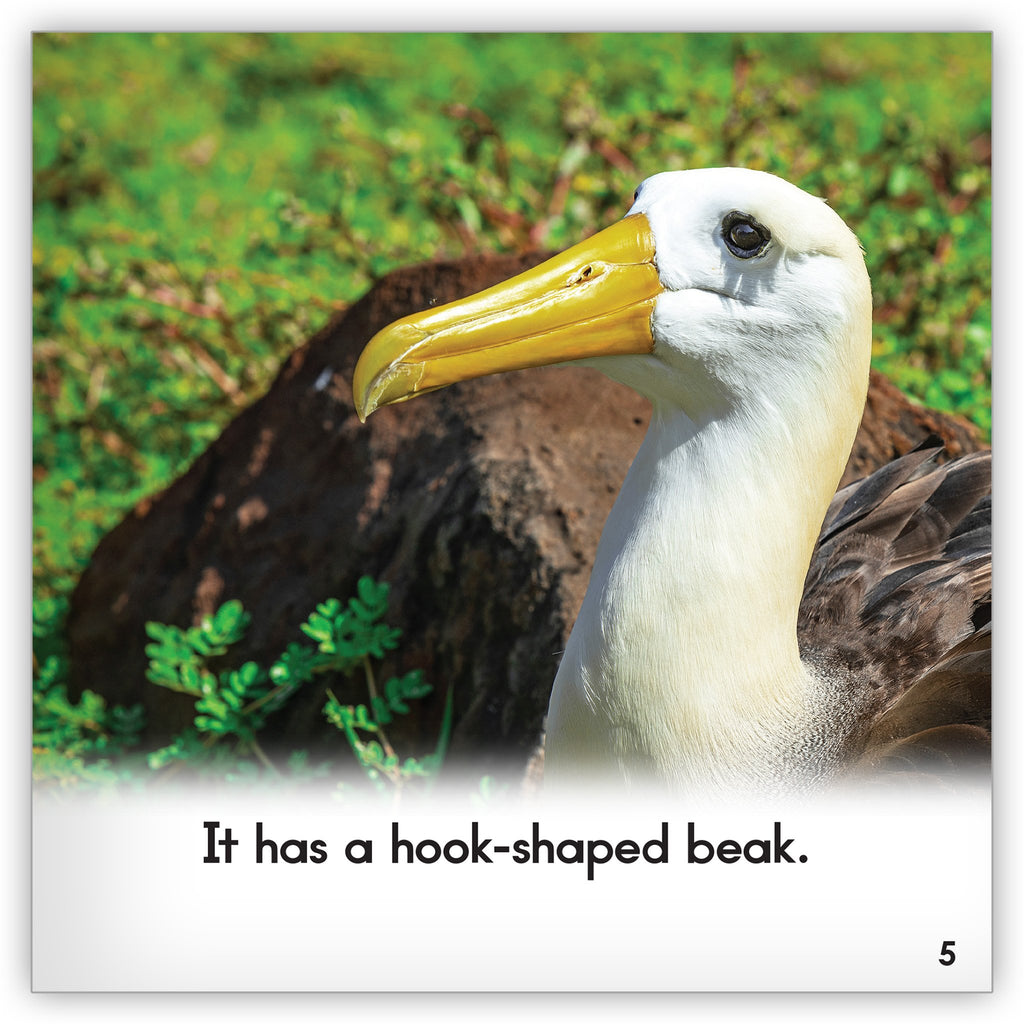 Albatross - Zoozoo Animal World - Hameray Publishing