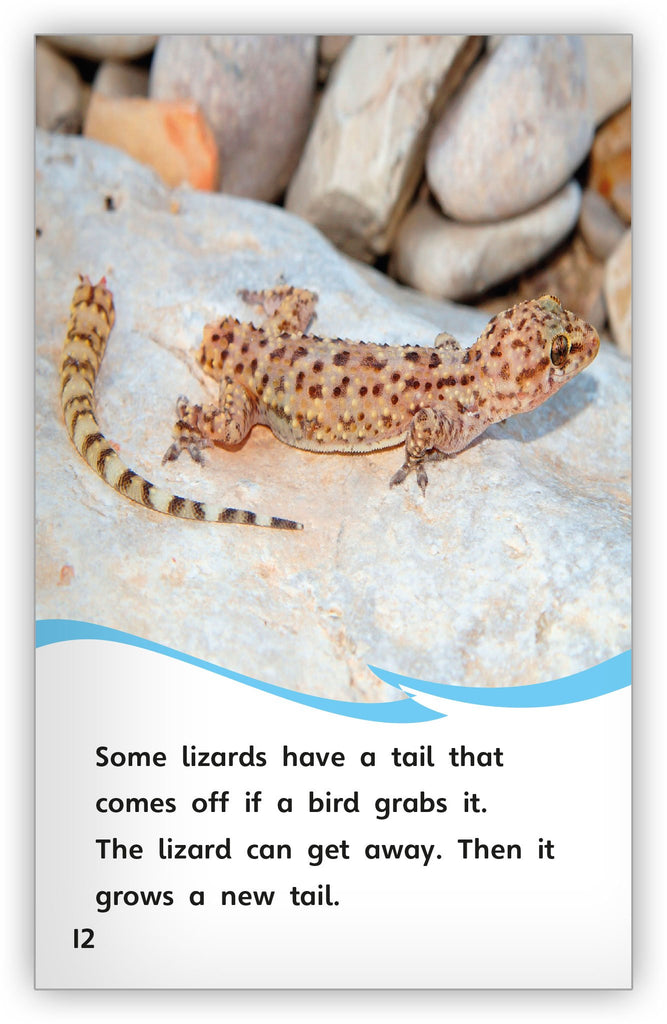 All About Lizards - Fables & the Real World - Hameray Publishing