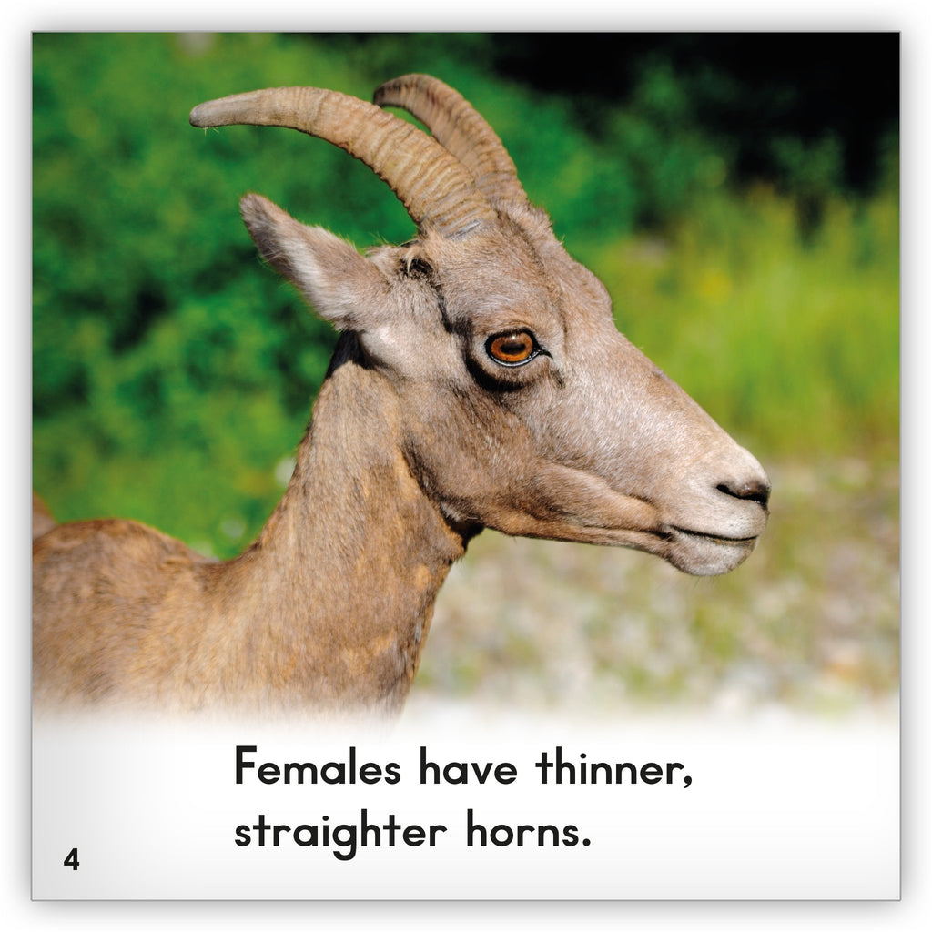 Bighorn Sheep - Zoozoo Animal World - Hameray Publishing