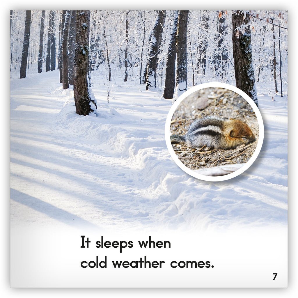 Chipmunk - Zoozoo Animal World - Hameray Publishing