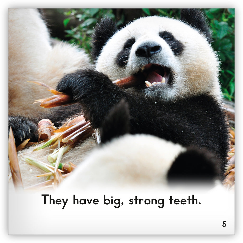 Giant Panda Big Book - Zoozoo Animal World - Hameray Publishing