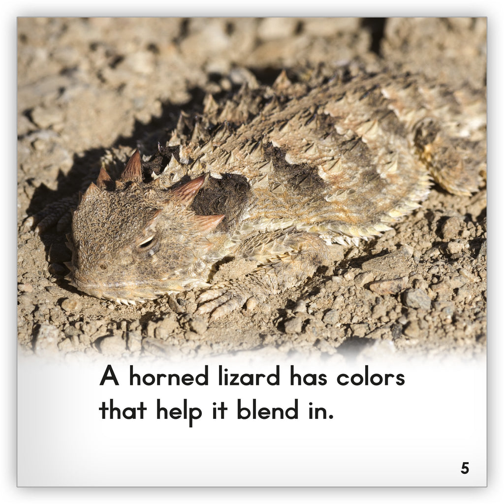 Horned Lizard - Zoozoo Animal World - Hameray Publishing