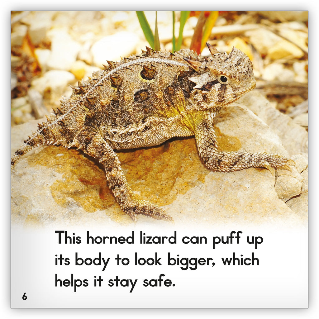 Horned Lizard - Zoozoo Animal World - Hameray Publishing