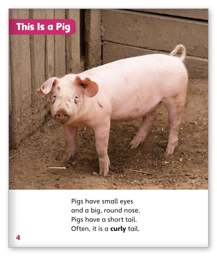 All About Pigs - Story World Real World - Hameray Publishing