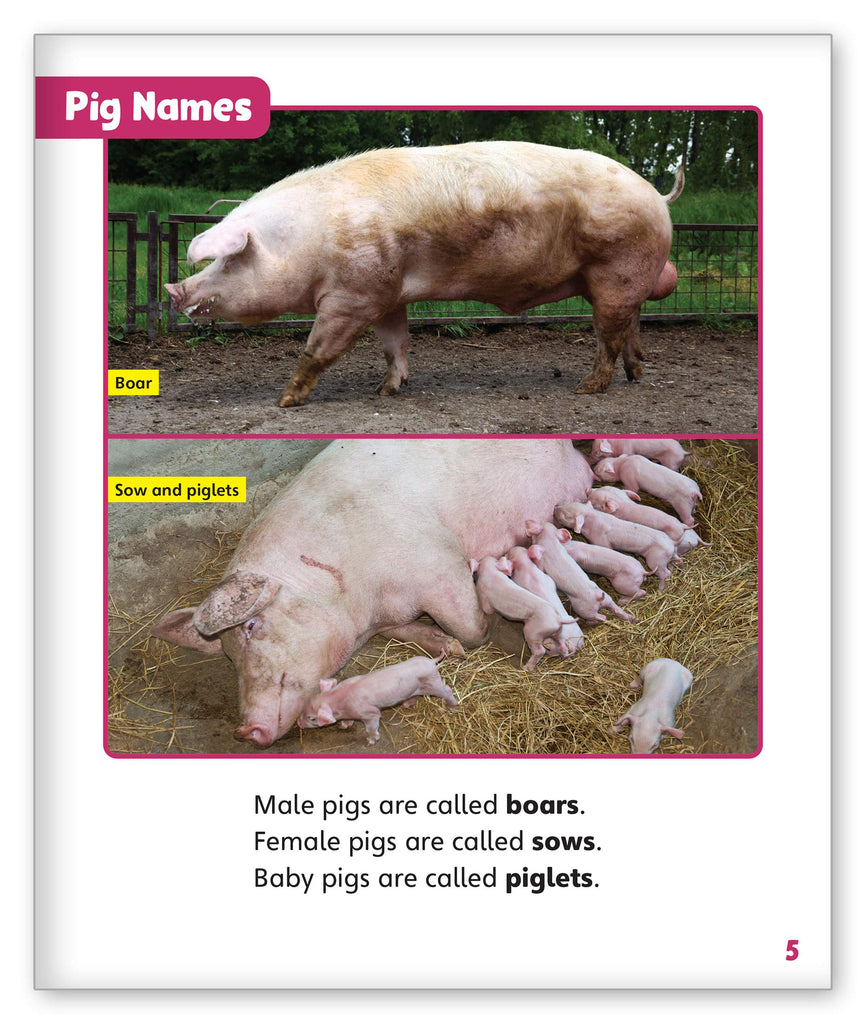 Different Types Of Pigs