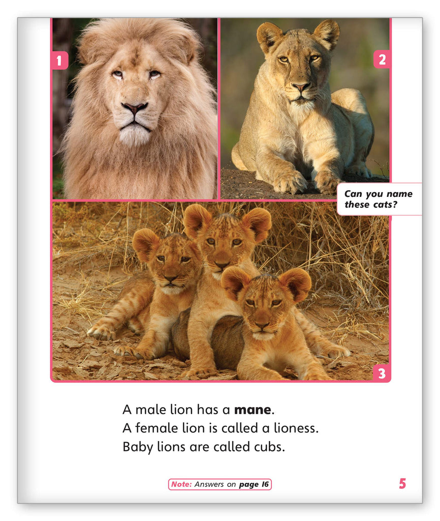Lions - Story World Real World - Hameray Publishing