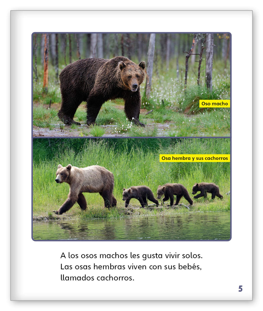 Osos - Mundo de los Cuentos Mundo Real - Hameray Publishing