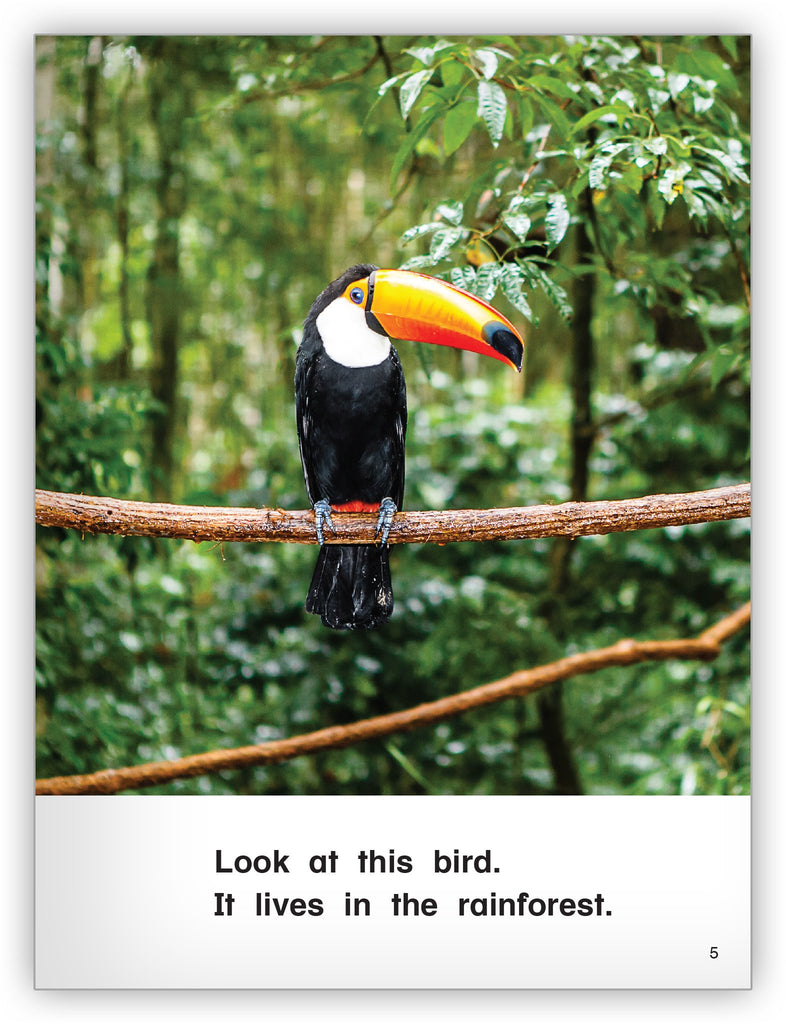 In the Rainforest Big Book - Hameray Publishing