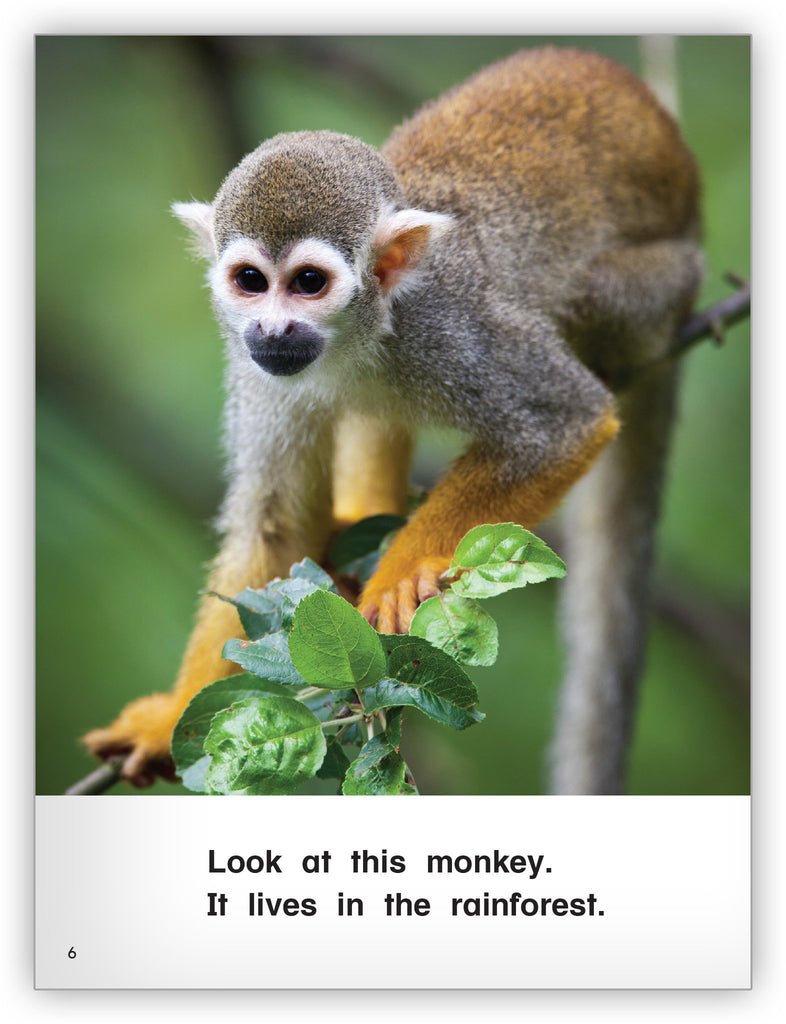 In the Rainforest Big Book - Hameray Publishing