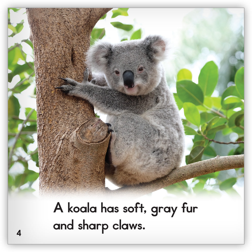 Koala - Zoozoo Animal World - Hameray Publishing