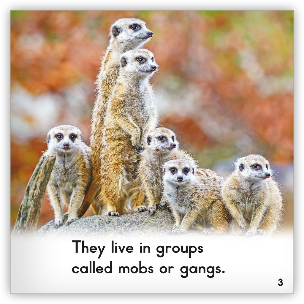 Meerkat - Zoozoo Animal World - Hameray Publishing