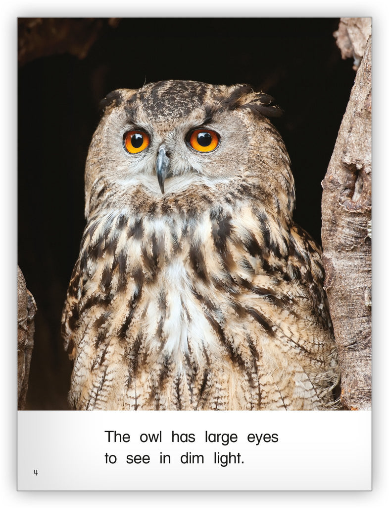 Night Fliers - Kaleidoscope Collection - Hameray Publishing