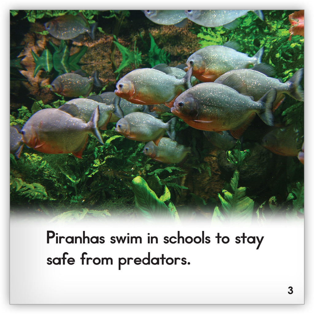 Piranha - Zoozoo Animal World - Hameray Publishing
