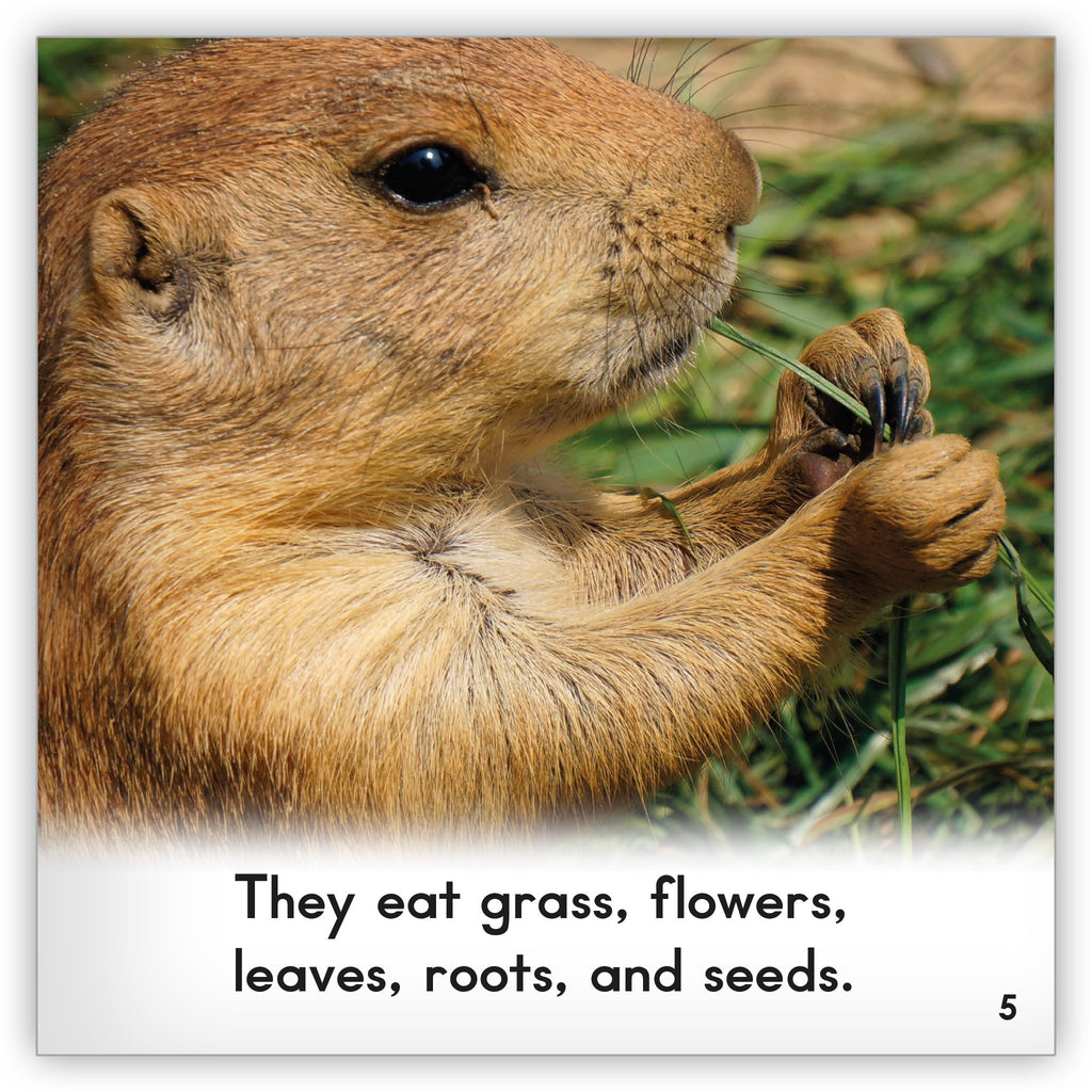 Prairie Dog - Zoozoo Animal World - Hameray Publishing