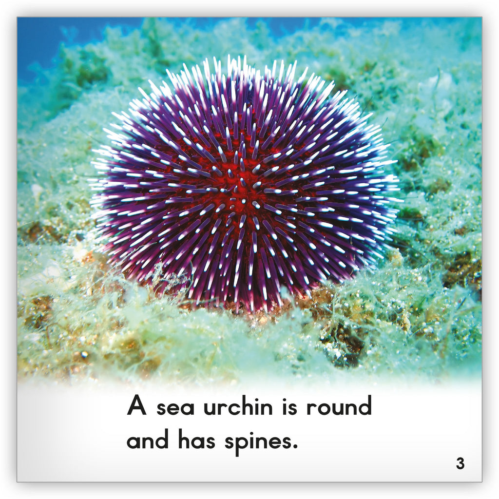 Sea Urchin - Zoozoo Animal World - Hameray Publishing