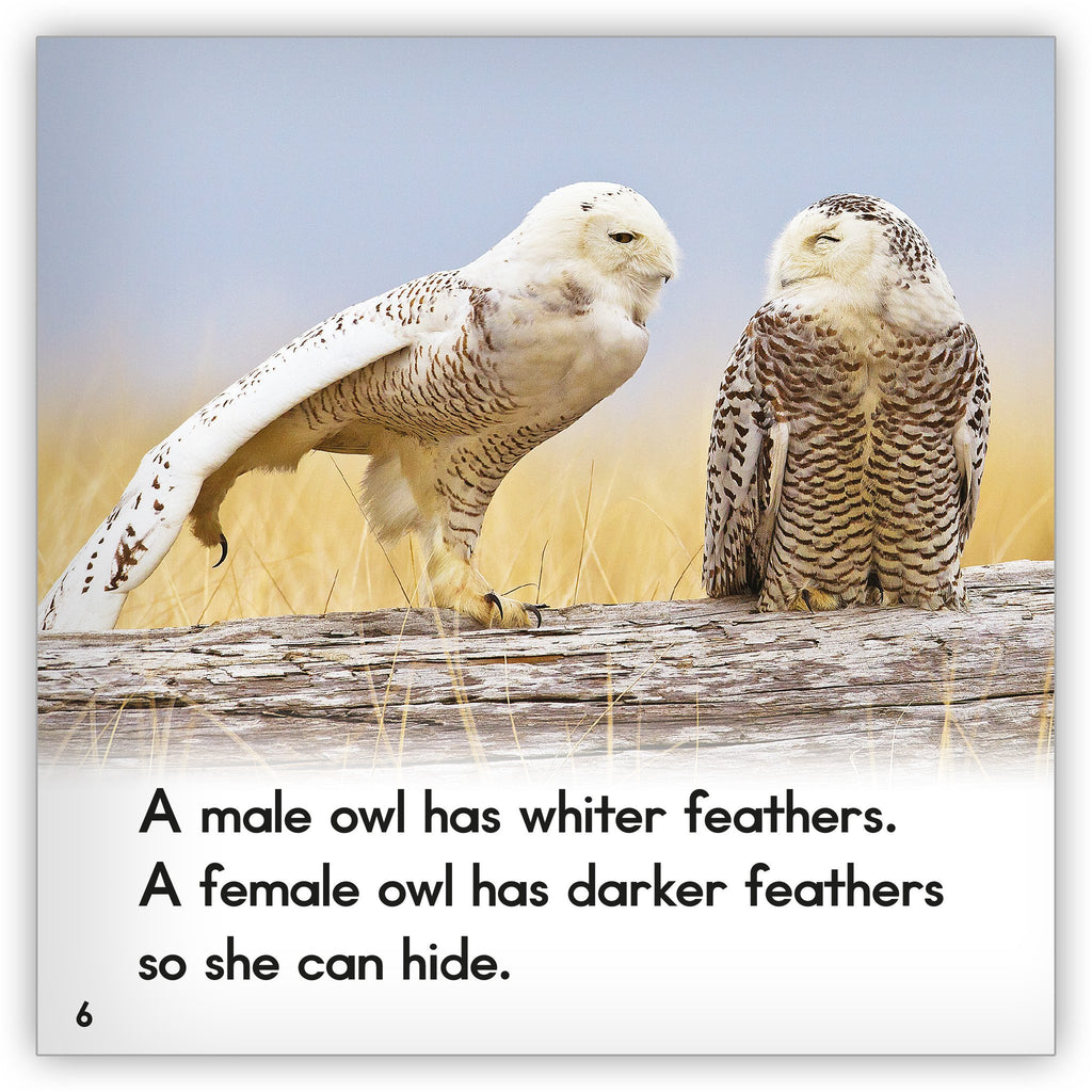 Snowy Owl - Zoozoo Animal World - Hameray Publishing