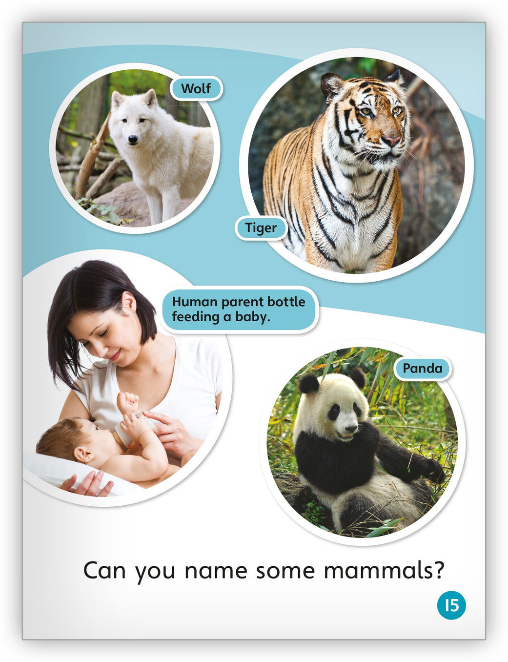 Animals Everywhere Big Book - My World - Hameray Publishing