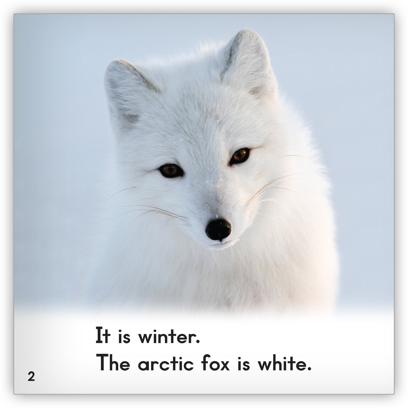 Arctic Fox - Zoozoo Animal World - Hameray Publishing
