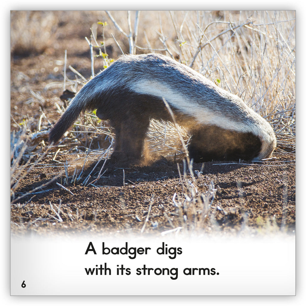 Badger - Zoozoo Animal World - Hameray Publishing