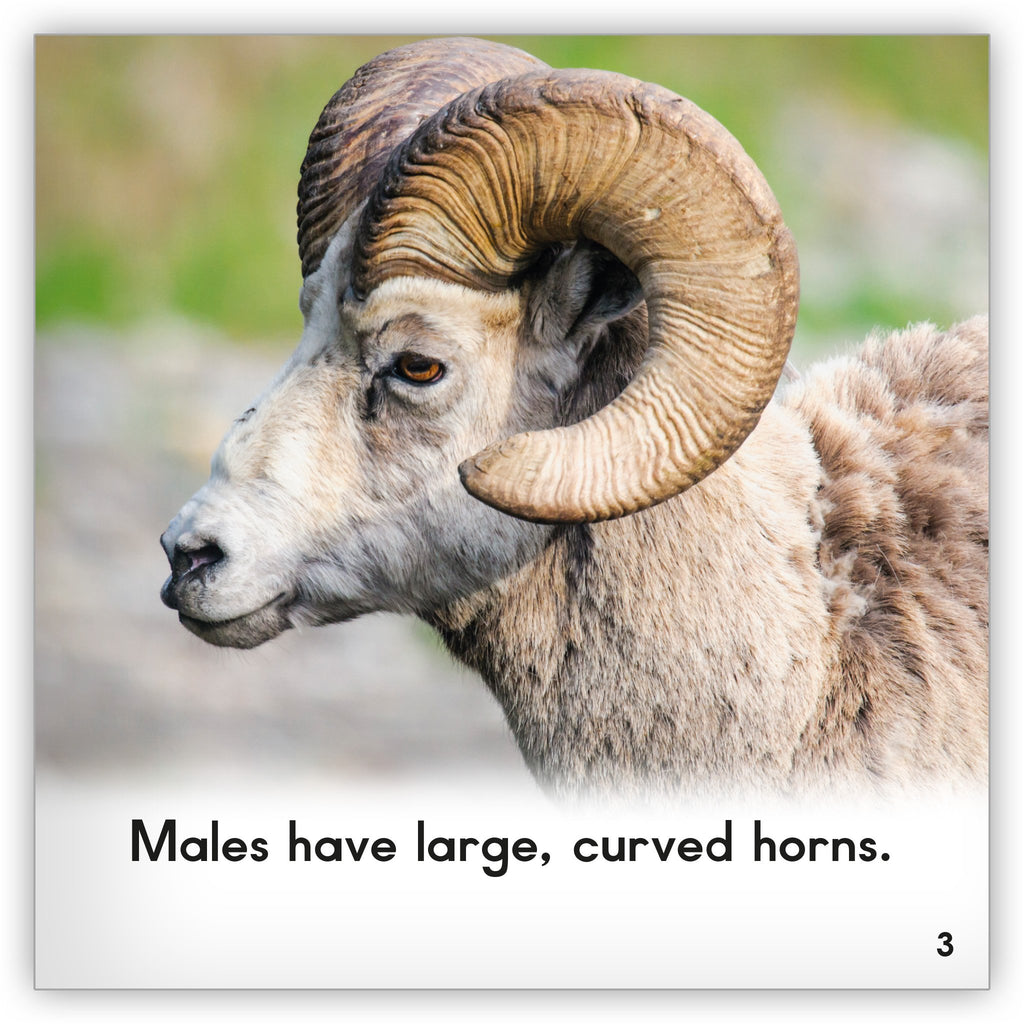 Bighorn Sheep - Zoozoo Animal World - Hameray Publishing