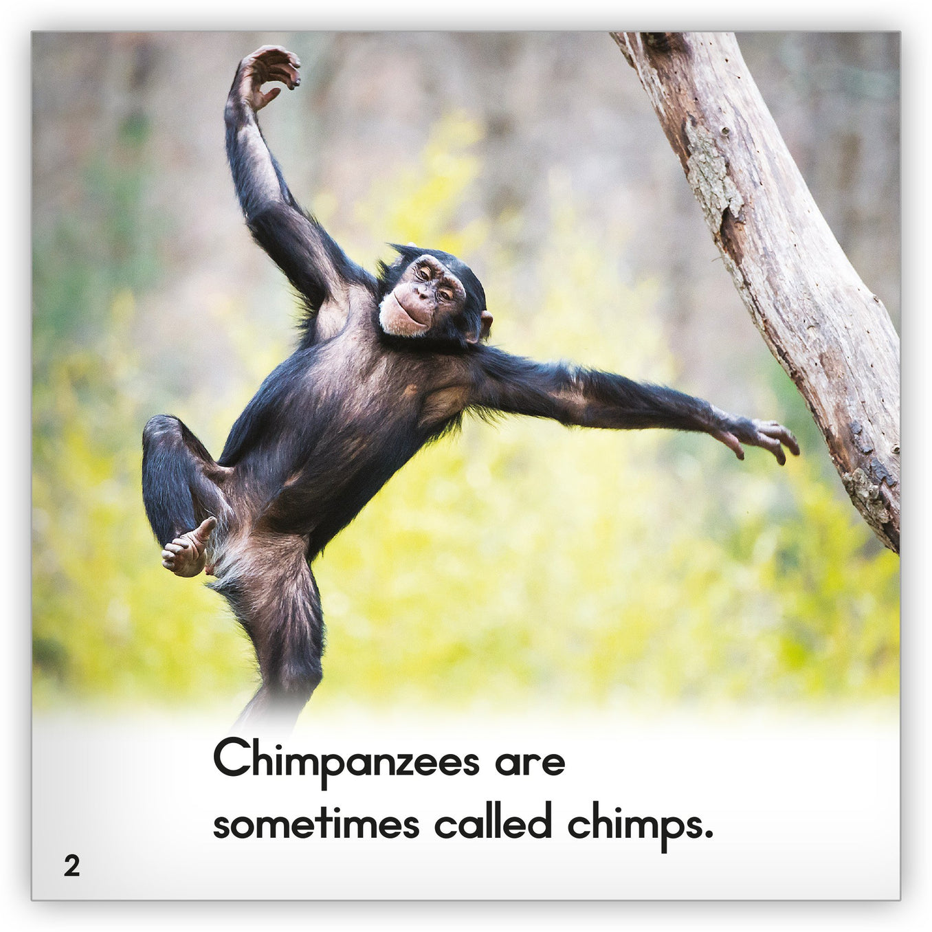 Chimpanzee Big Book - Zoozoo Animal World - Hameray Publishing