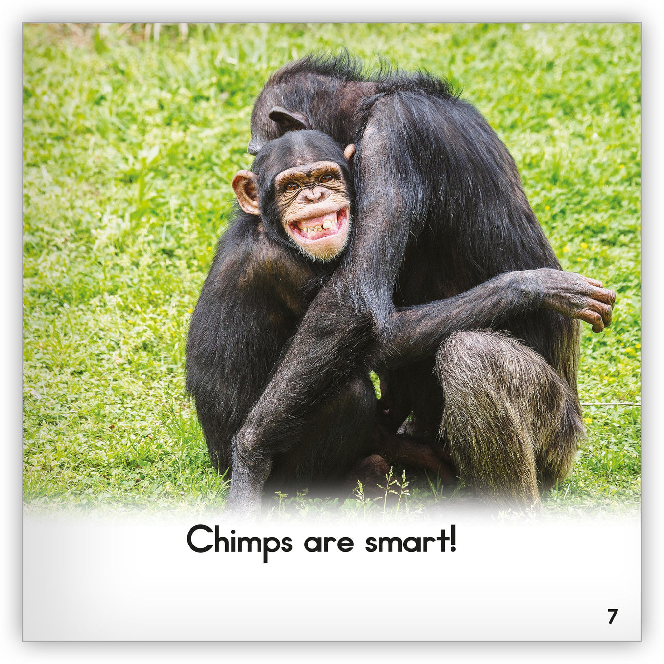 Chimpanzee Big Book - Zoozoo Animal World - Hameray Publishing