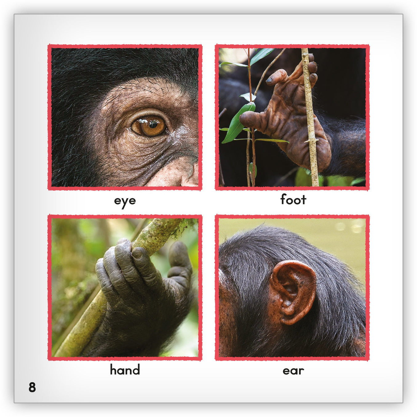 Chimpanzee Big Book - Zoozoo Animal World - Hameray Publishing