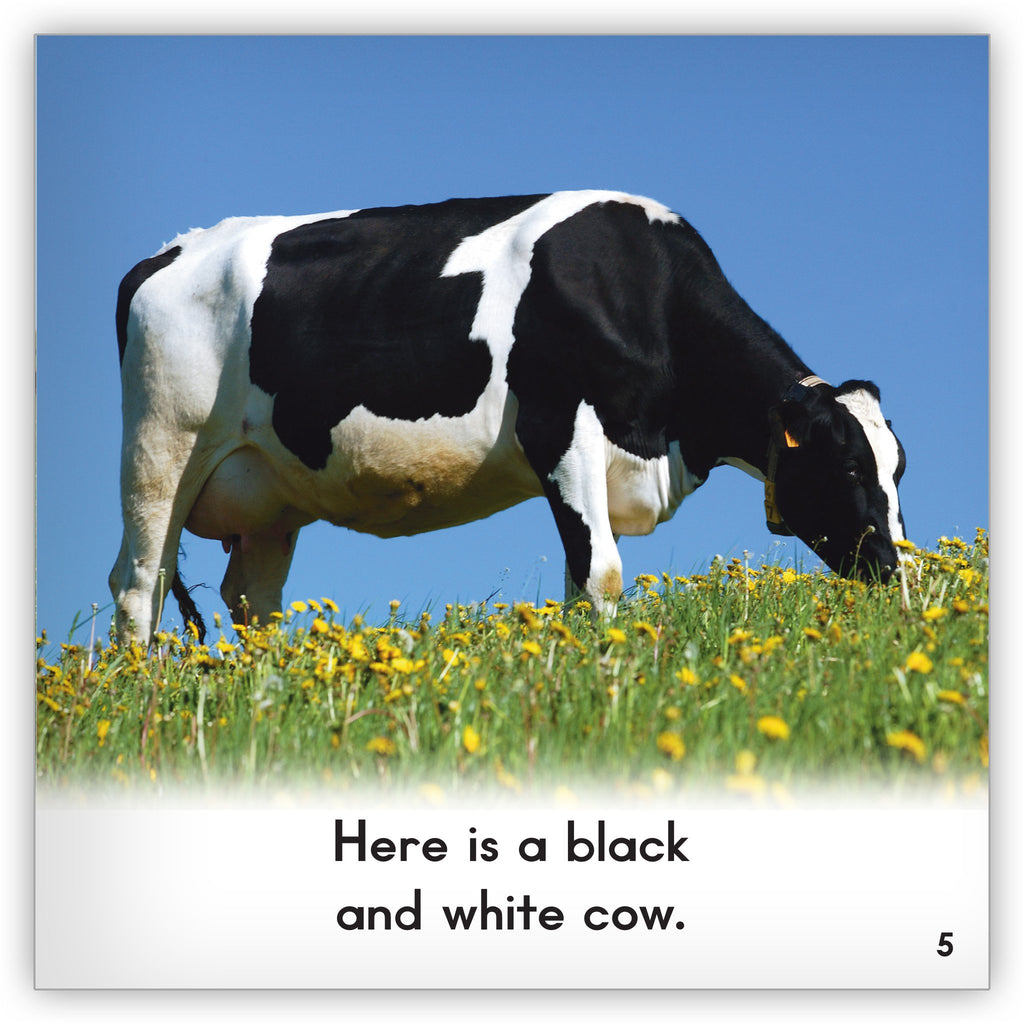 Cow - Zoozoo Animal World - Hameray Publishing