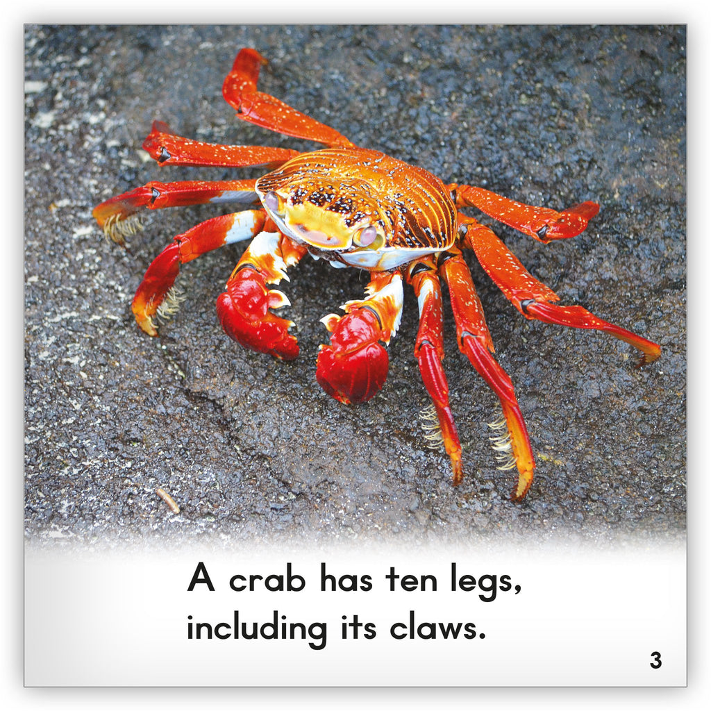 Crab Big Book - Zoozoo Animal World - Hameray Publishing