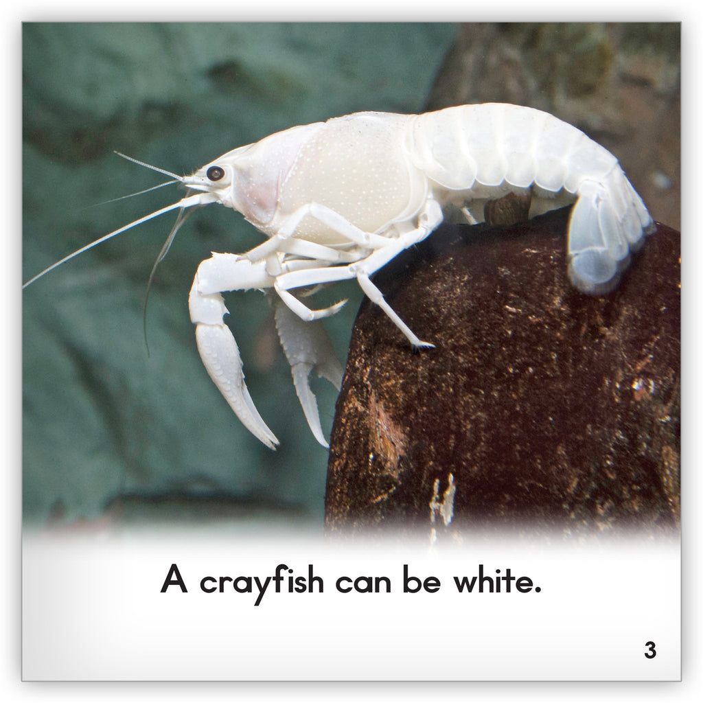 Snow White Crayfish