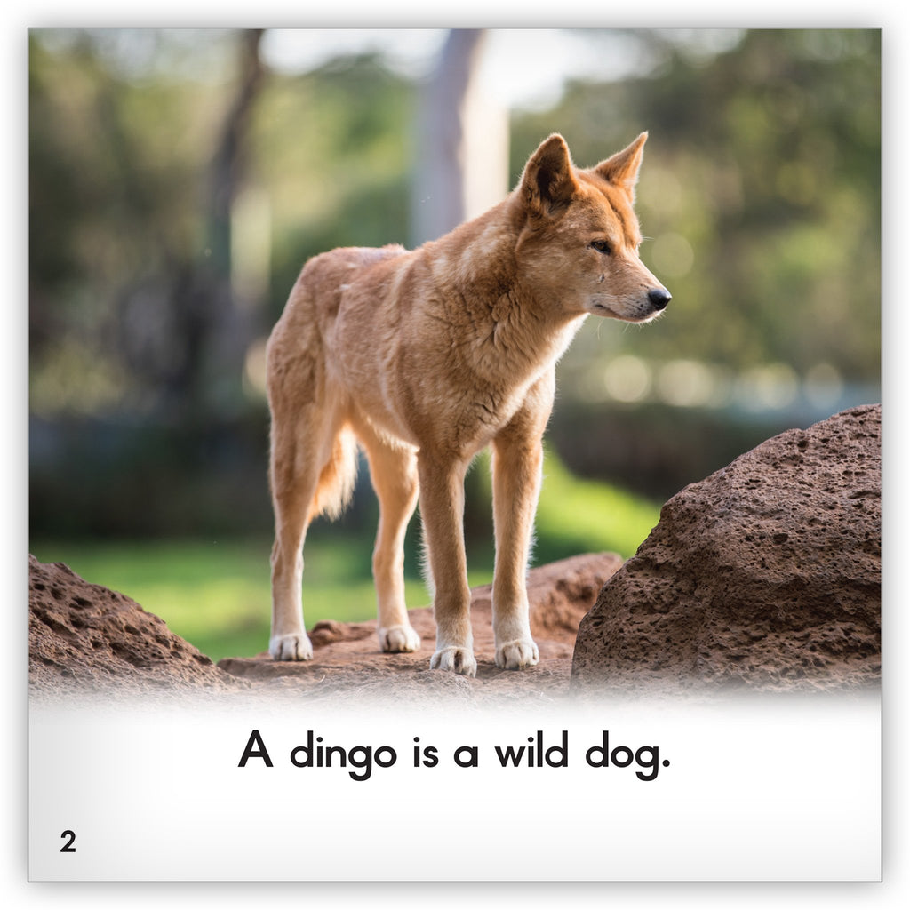 Dingo - Zoozoo Animal World - Hameray Publishing