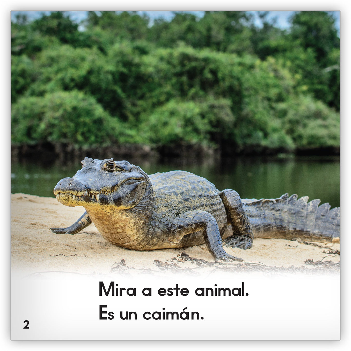 El caimán - Zoozoo Mundo Animal - Hameray Publishing