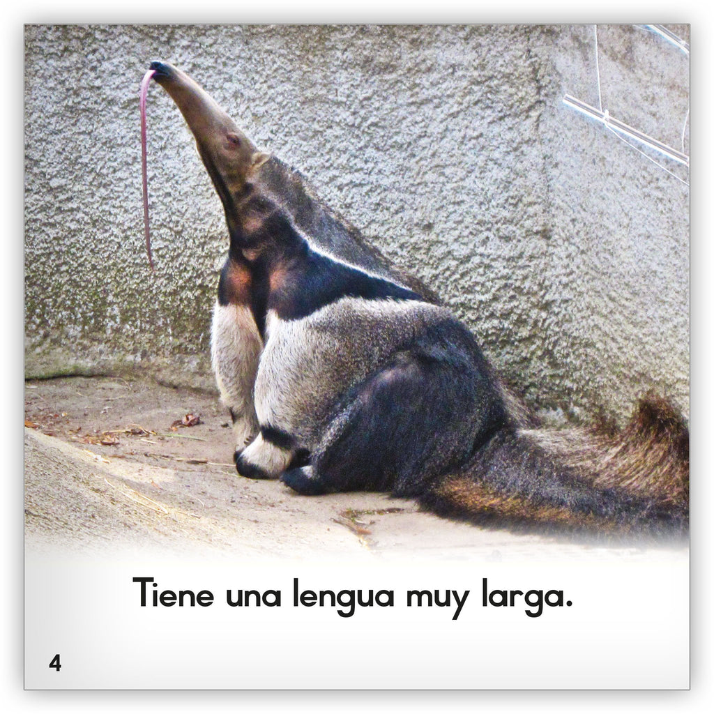 Meme Del Oso Hormiguero