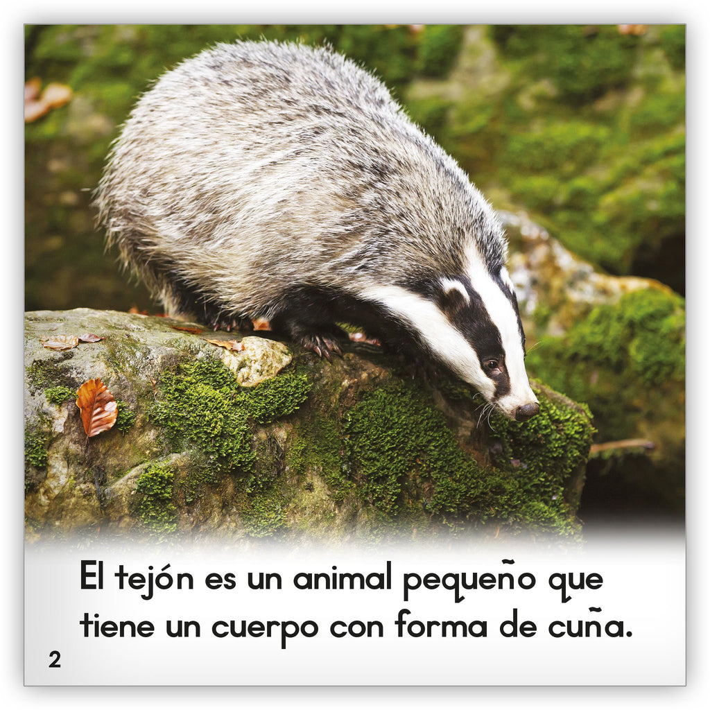 El tejón - Zoozoo Mundo Animal - Hameray Publishing