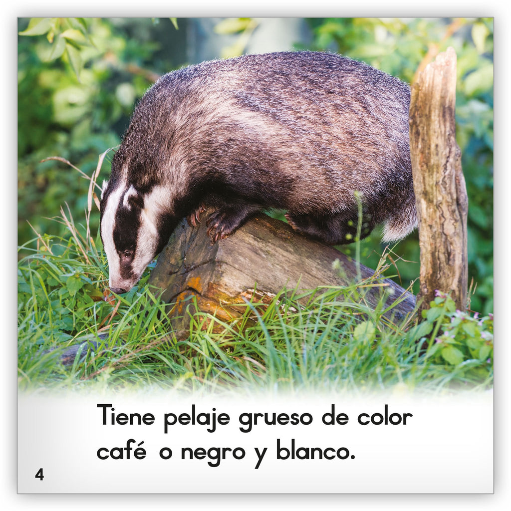 El tejón - Zoozoo Mundo Animal - Hameray Publishing
