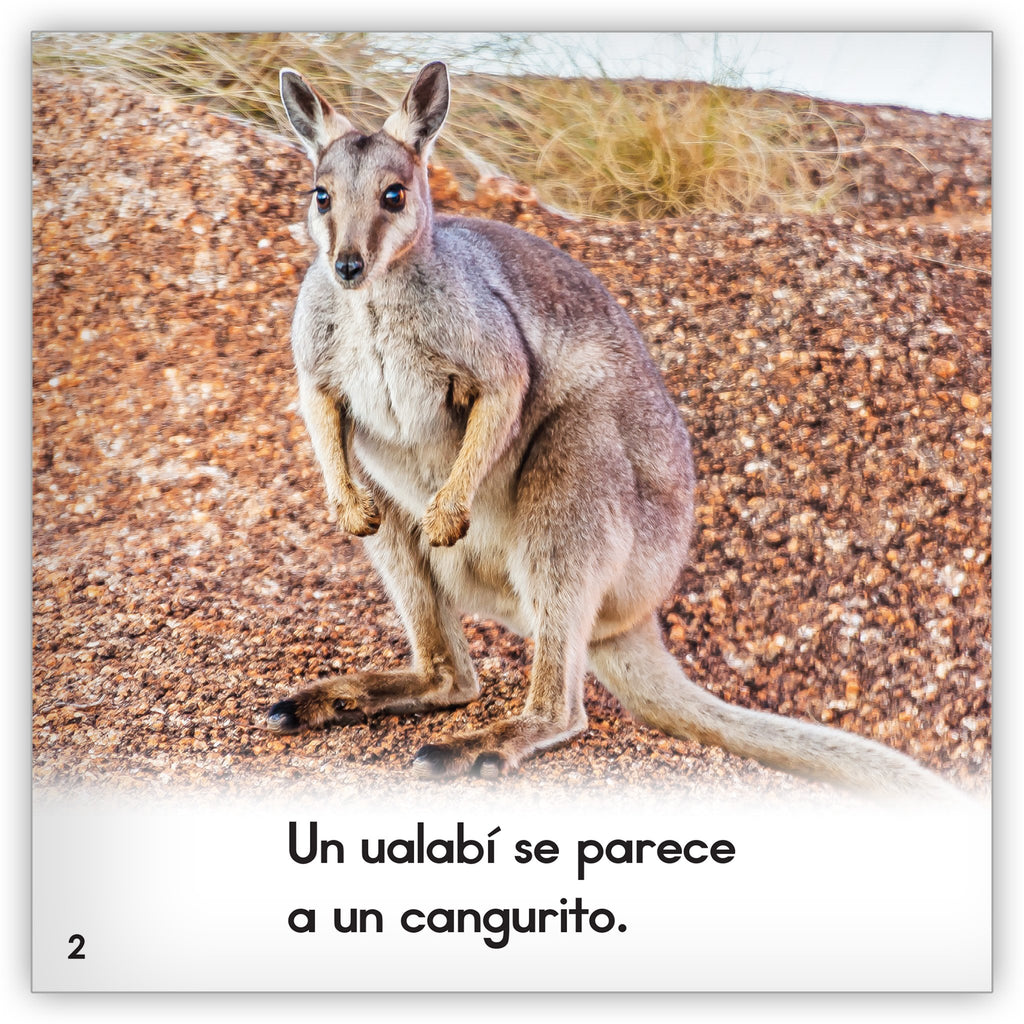 El ualabí - Zoozoo Mundo Animal - Hameray Publishing