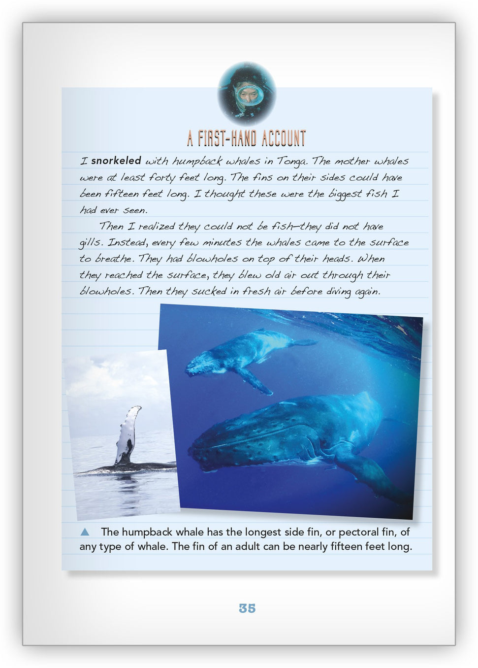 Fish, Not Fish - Underwater Encounters - Hameray Publishing