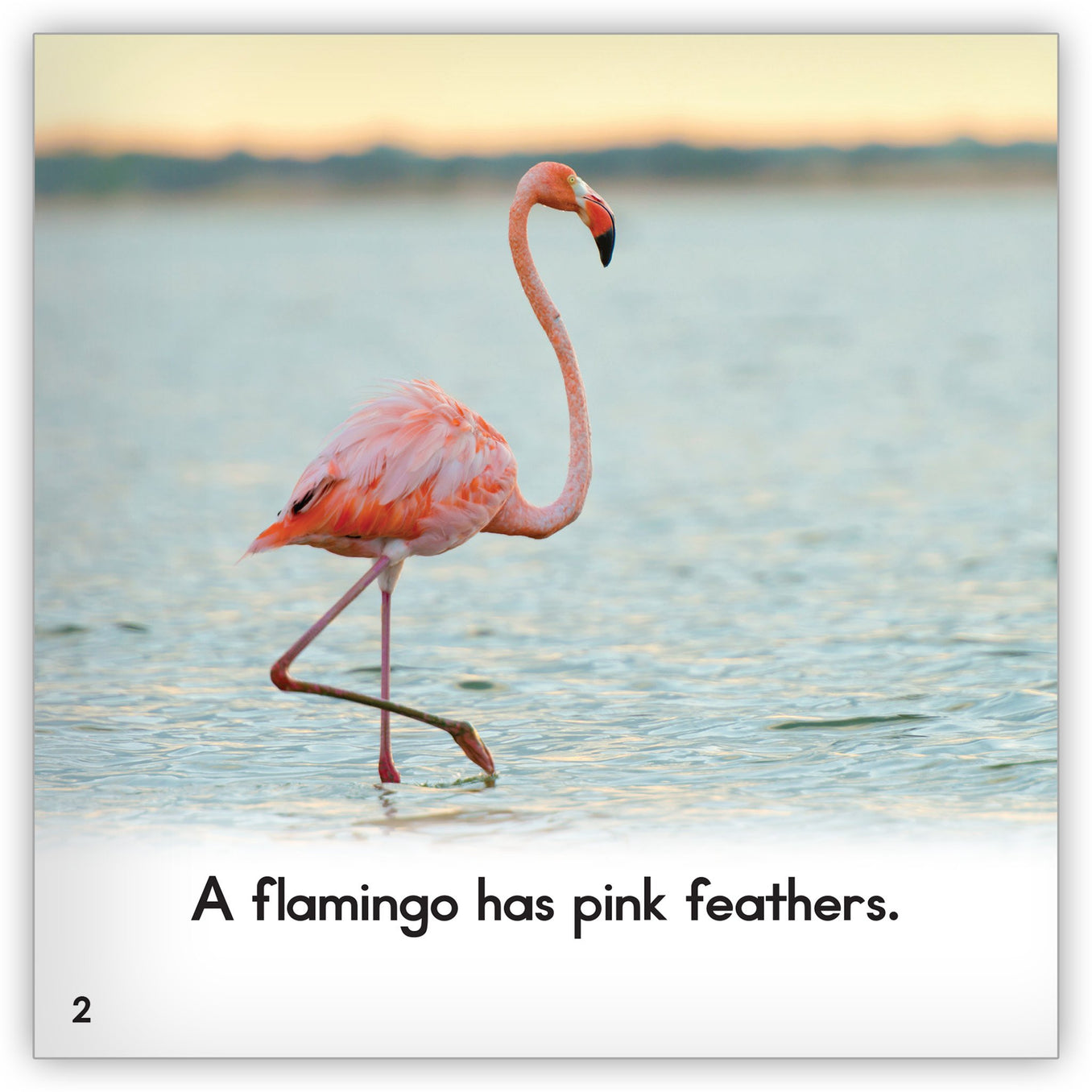 Flamingo - Zoozoo Animal World - Hameray Publishing