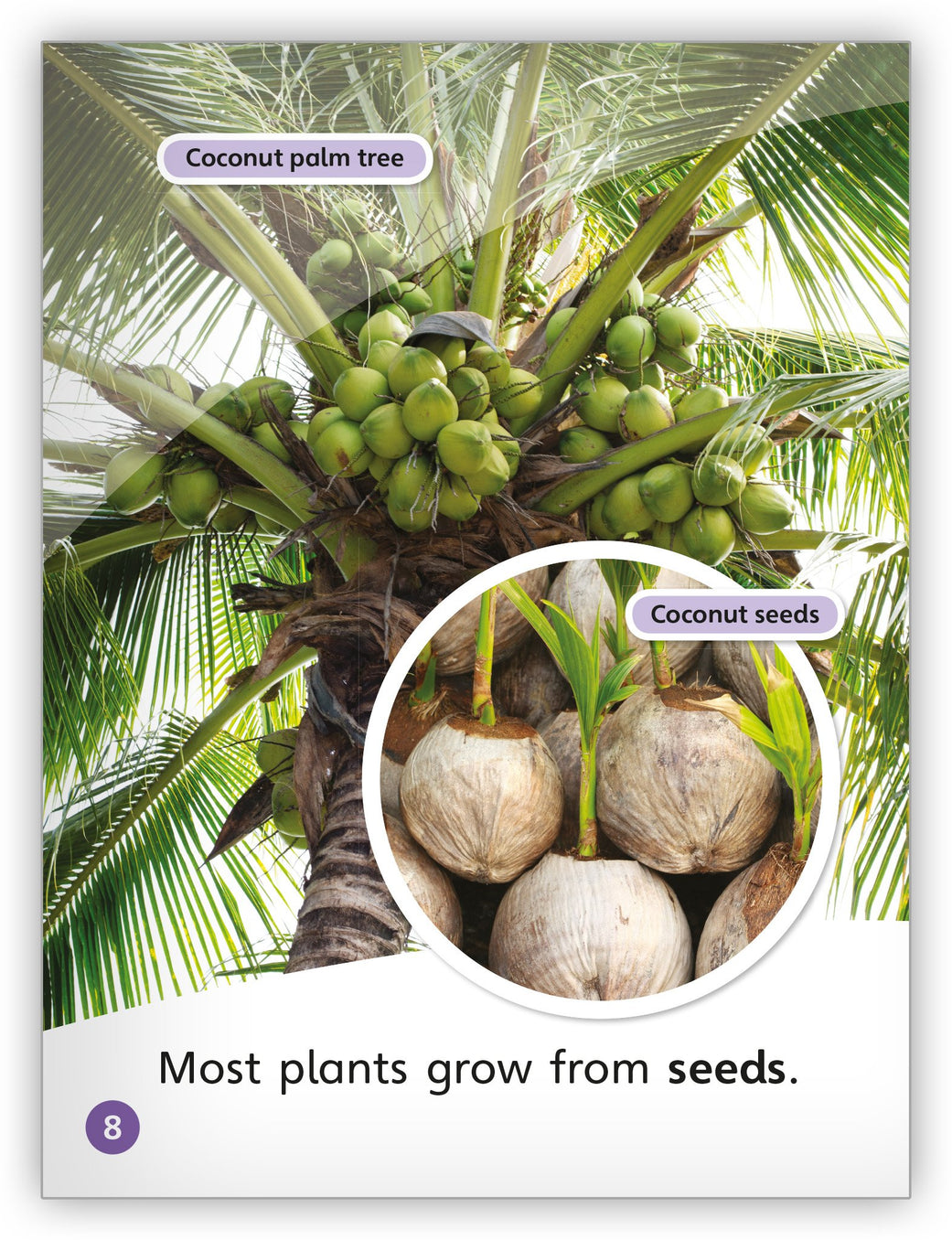 Growing Things Big Book - My World - Hameray Publishing