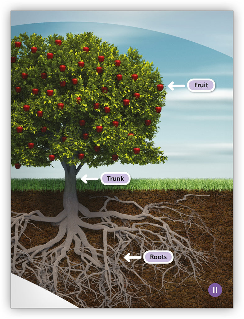 Growing Things Big Book - My World - Hameray Publishing