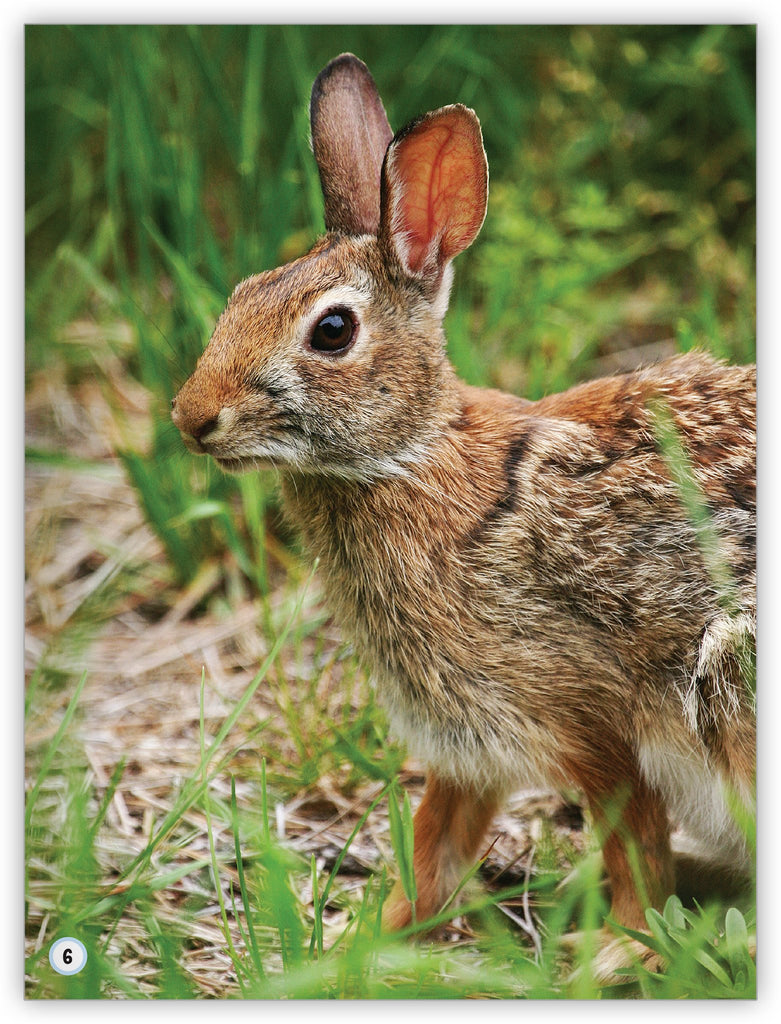 Animals in the Forest - My World - Hameray Publishing