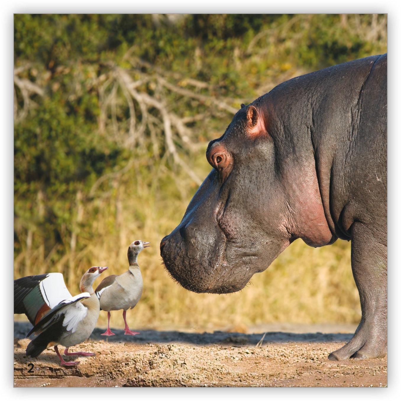 Helpful Hippo - Zoozoo Into the Wild - Hameray Publishing