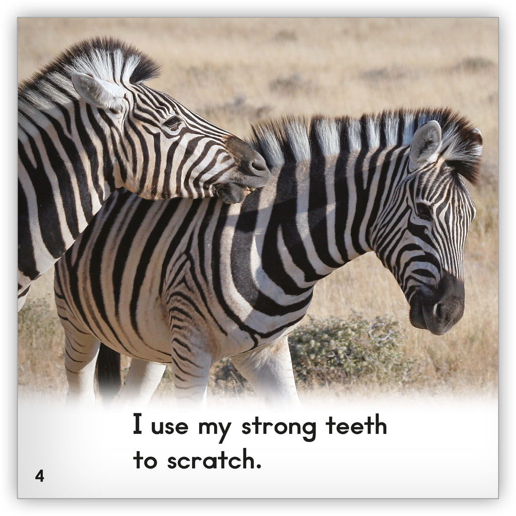 Zebra - Zoozoo Into the Wild - Hameray Publishing