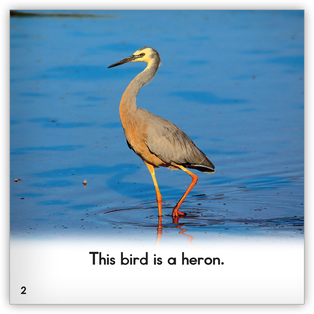 Heron - Zoozoo Animal World - Hameray Publishing
