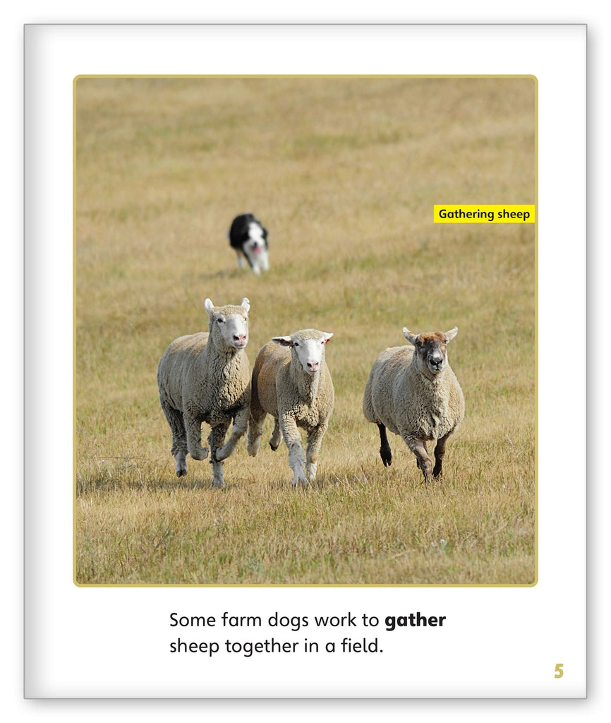 Dogs at Work - Story World Real World - Hameray Publishing