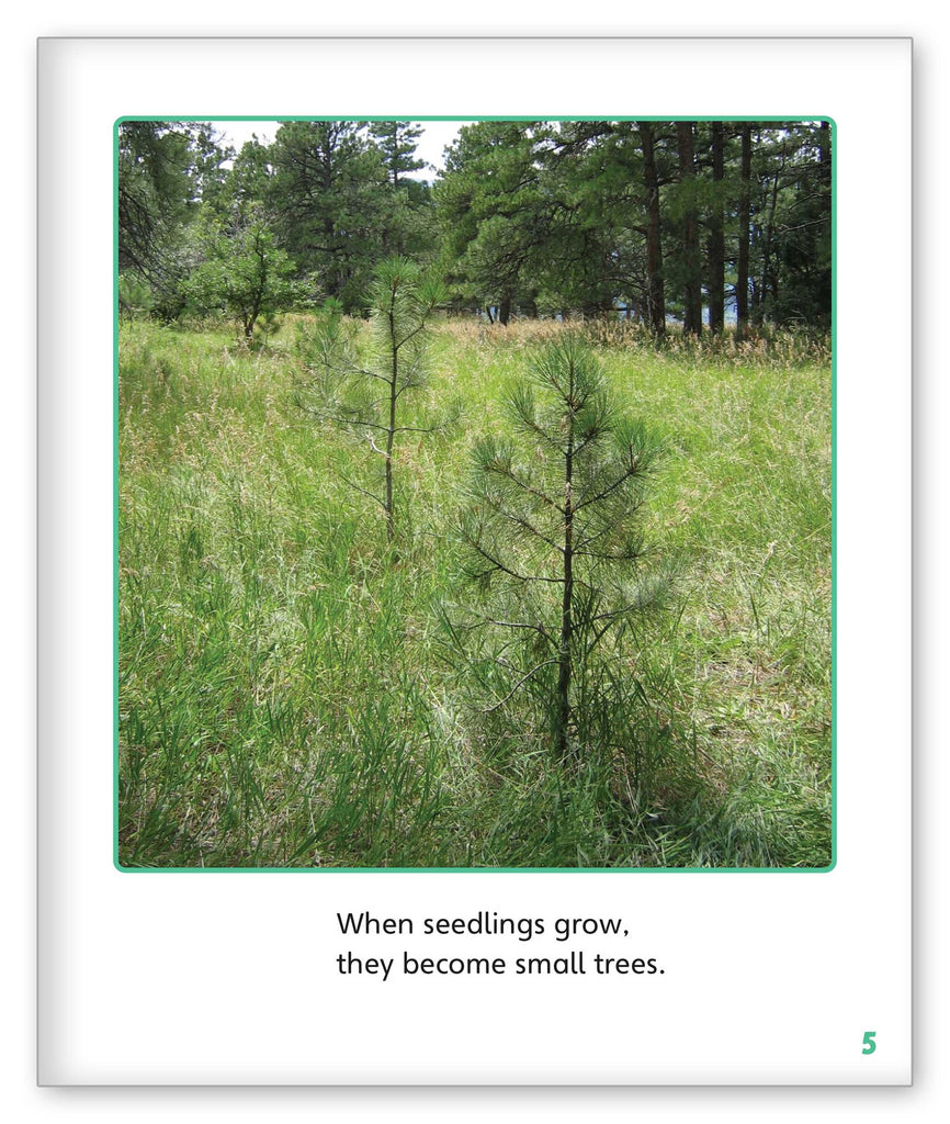 Timber! - Story World Real World - Hameray Publishing