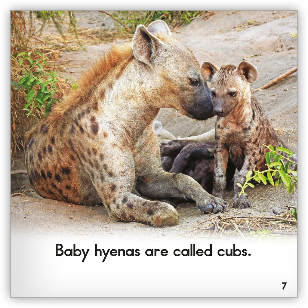 Hyena Big Book - Zoozoo Animal World - Hameray Publishing