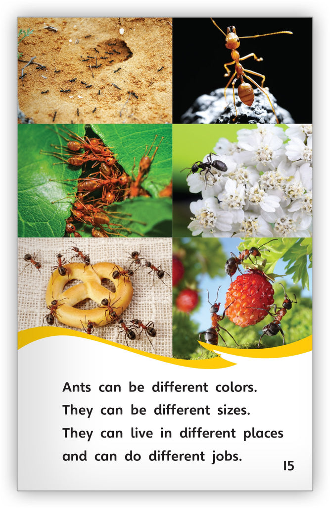 Incredible Ants - Fables & the Real World - Hameray Publishing