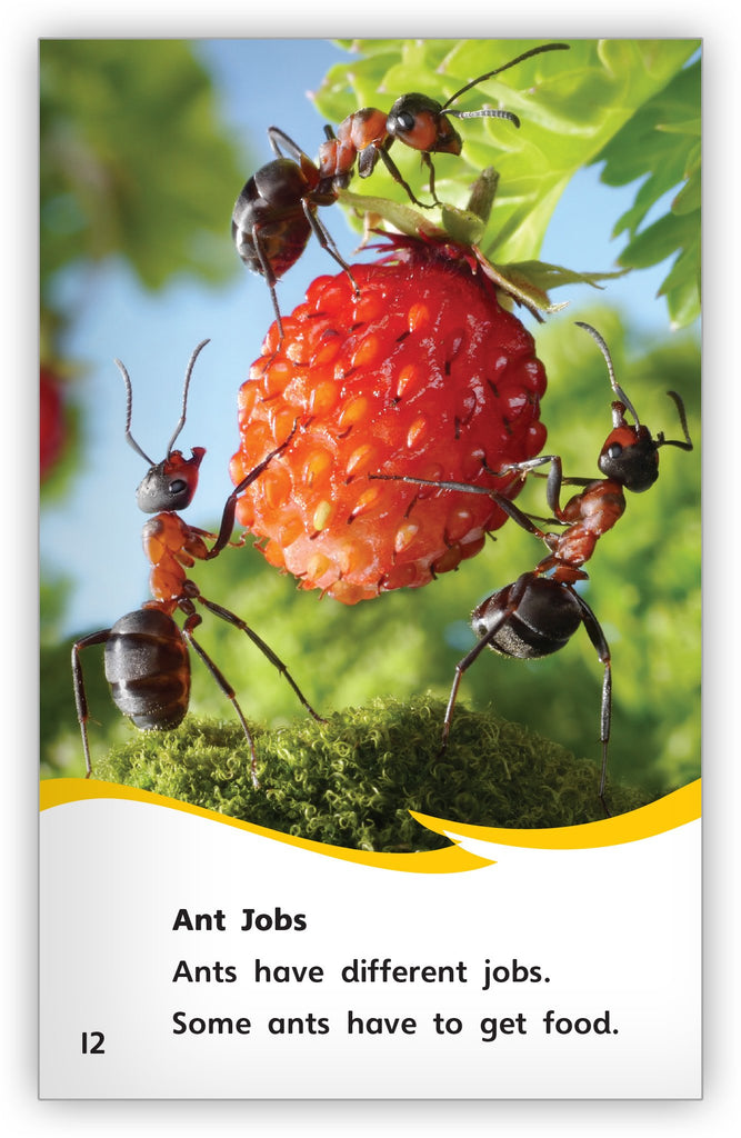 Incredible Ants Big Book - Fables & the Real World - Hameray Publishing