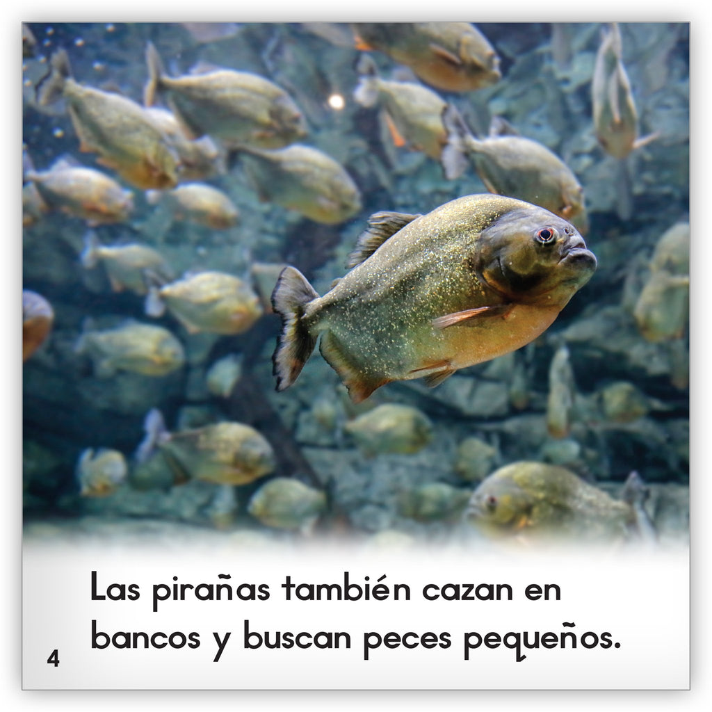 La piraña - Zoozoo Mundo Animal - Hameray Publishing